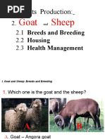 All About Sheep | PDF