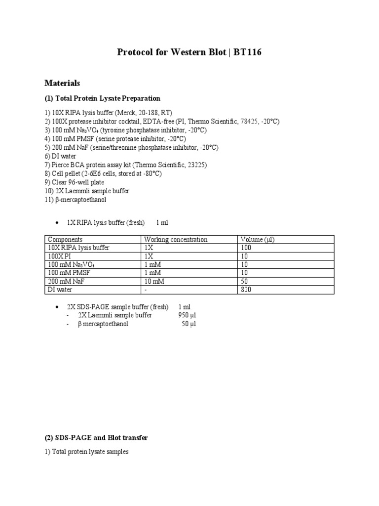 Protocol for Western Blot (ฉบับยาว) | Download Free PDF | Western Blot ...