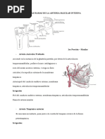 Arteria Maxilar Interna | PDF | Cabeza y cuello humanos | Anatomía humana