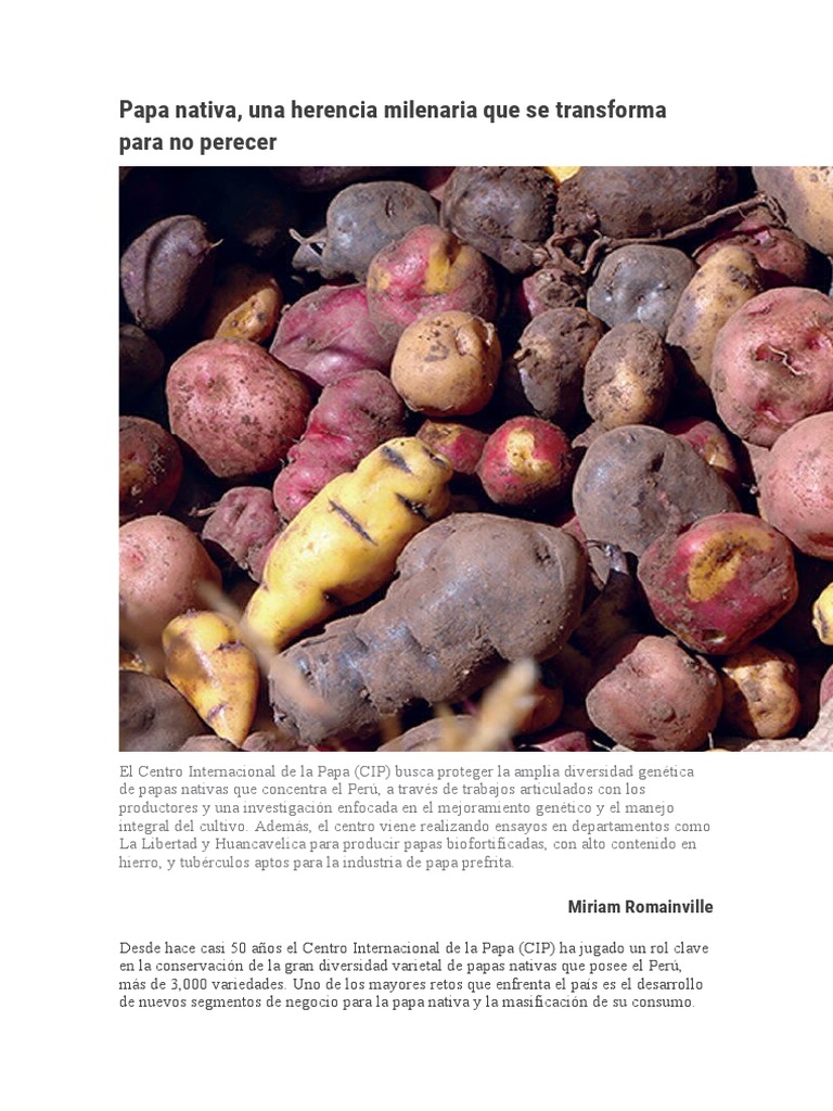 Papa Nativa | PDF | Patata | Perú