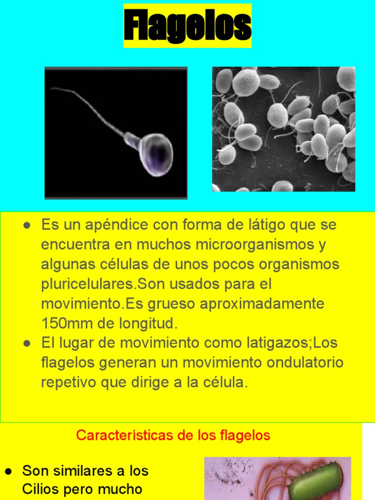 Características y tipos de flagelos en microorganismos | PDF | Archaea ...