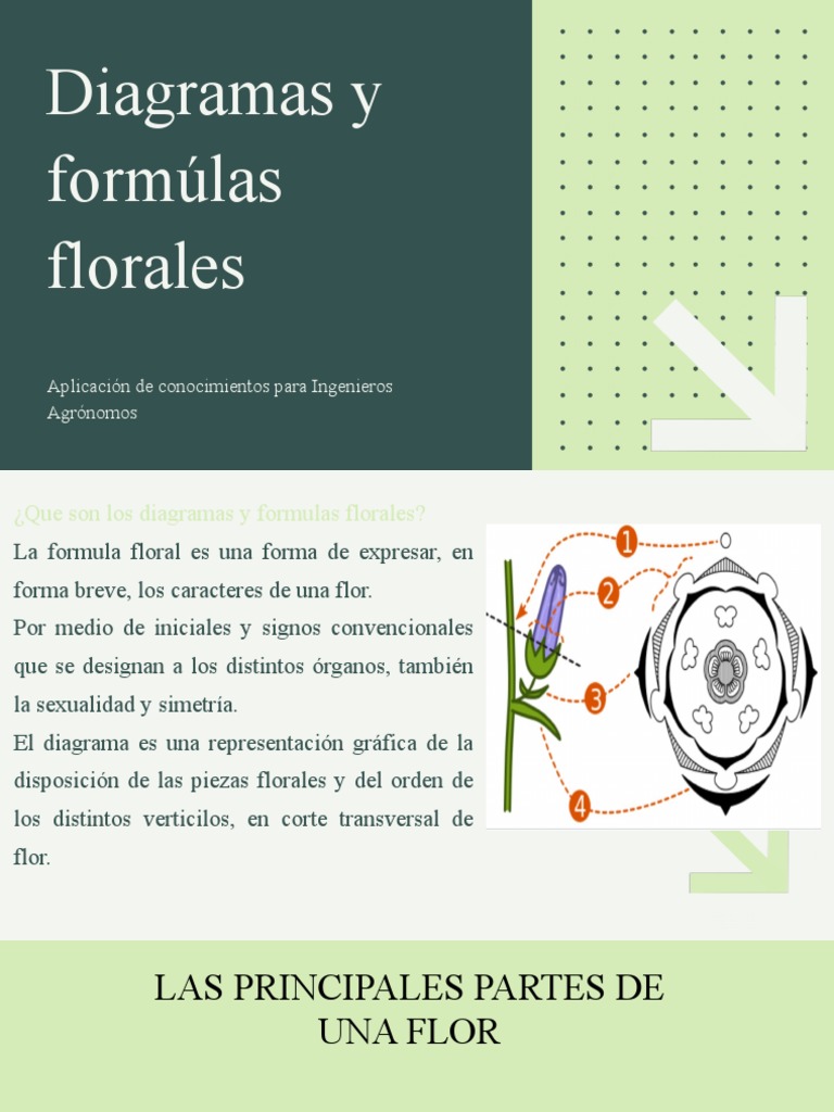 Diagramas y Formulas Florales Aplicación de Conocimientos para Ing ...