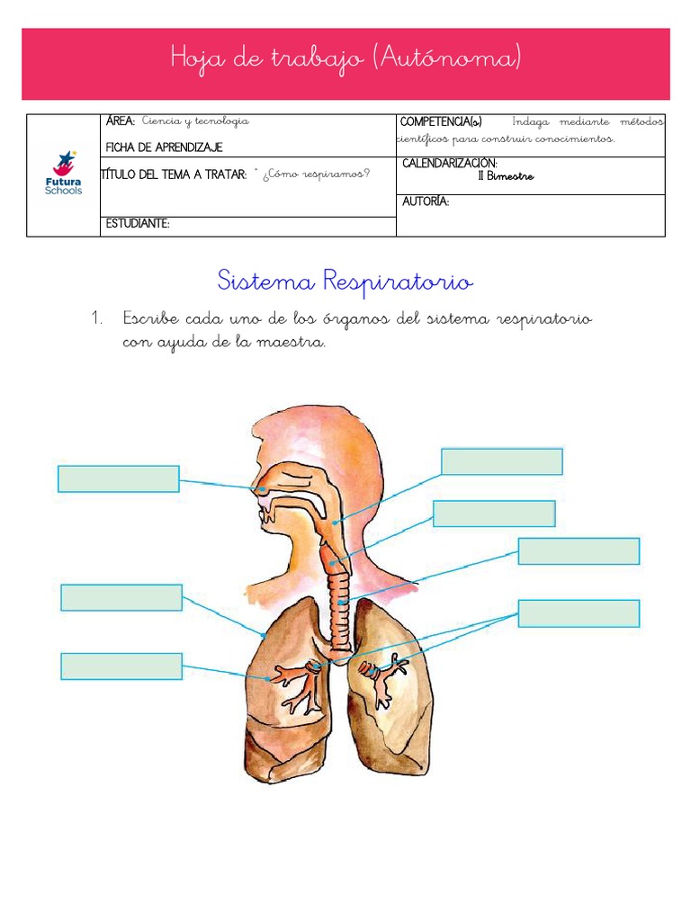 Clave De Respuestas De La Hoja De Trabajo Del Sistema Respiratorio