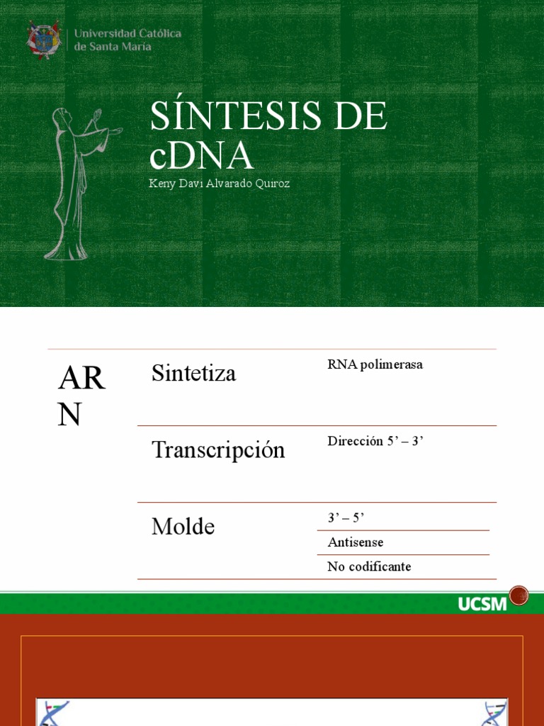 Síntesis de CDNA | PDF | Reacción en cadena de la polimerasa | Primer ...