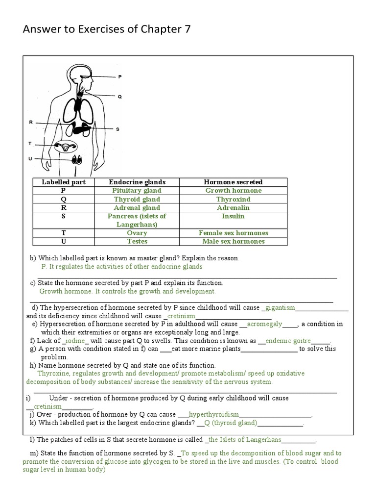 Answers To Chapter 7 Exercises | PDF | Hormone | Endocrine System