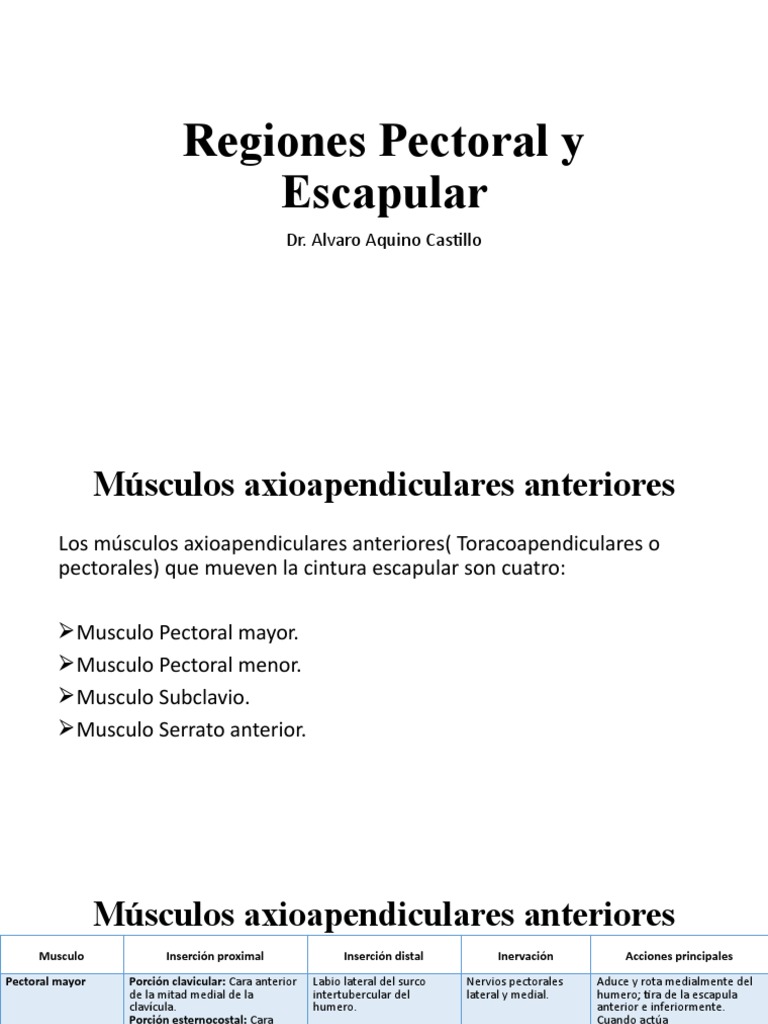 Regiones Pectoral y Escapular | PDF | Hombro | Sistema musculoesquelético