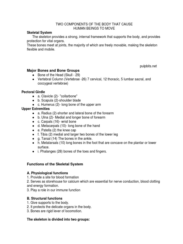 Major Bones and Bone Groups: Skeletal System | PDF | Thorax | Skeletal ...