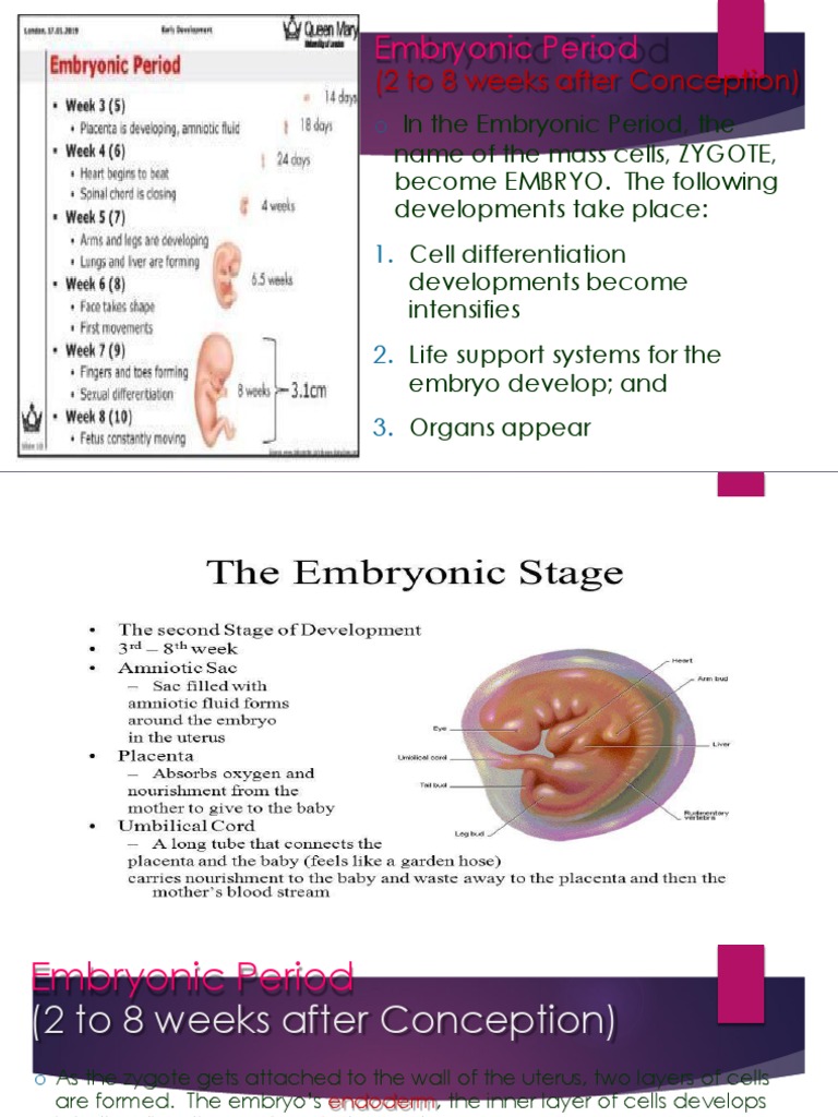 Embryonic Period | PDF | Embryo | Fetus