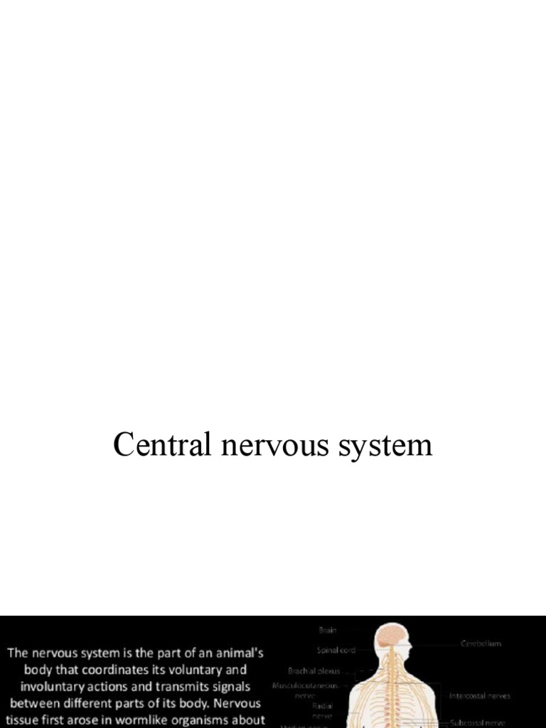 Central Nervous System | PDF