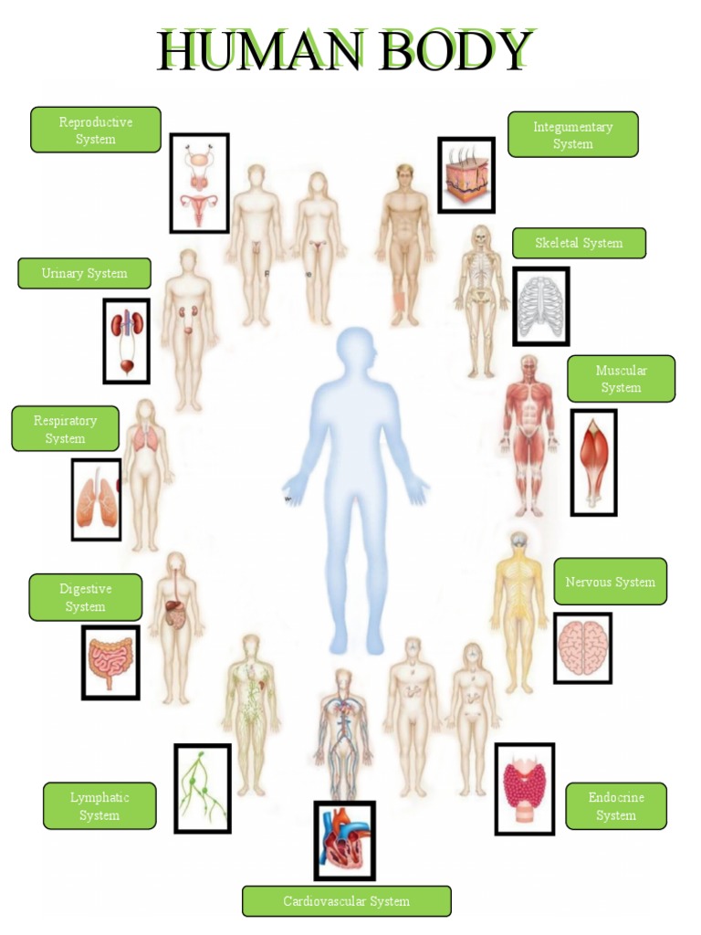 Overview of Human Body Systems | PDF | Wellness | Science & Mathematics