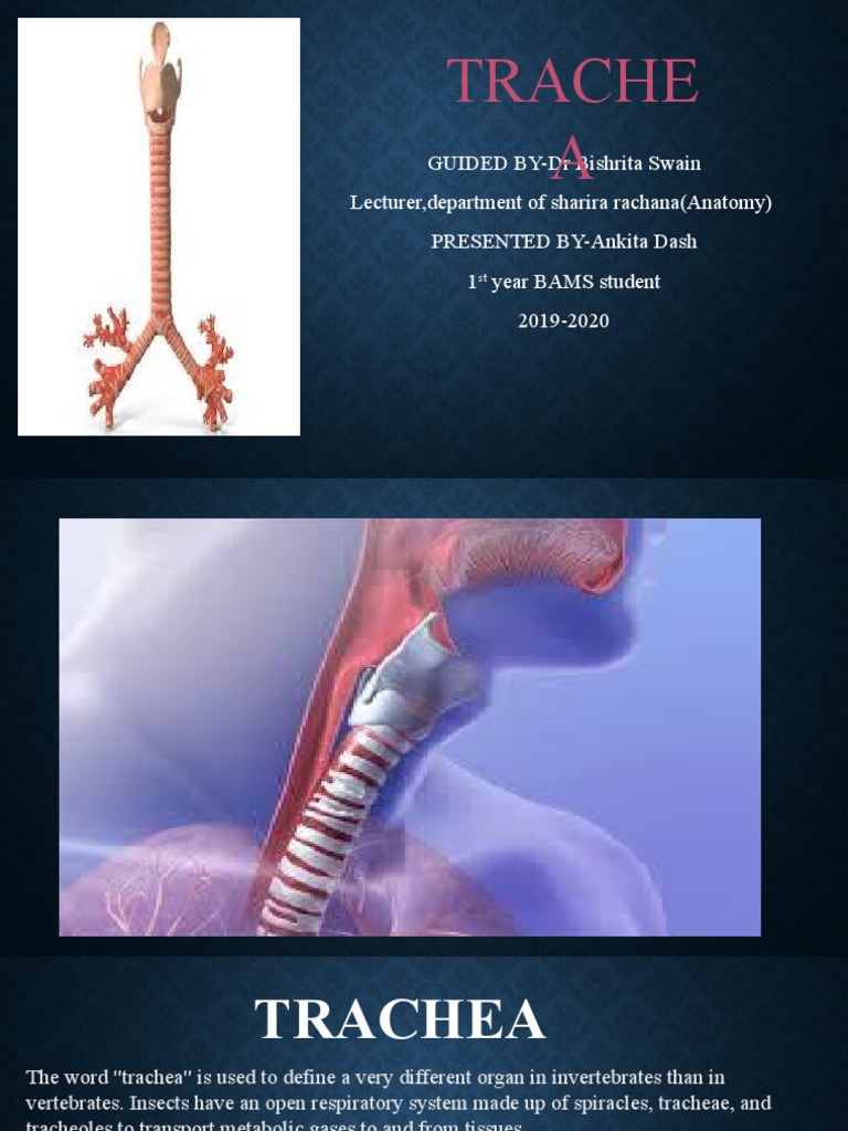 Trachea Presentation 1 | PDF | Respiratory Tract | Esophagus