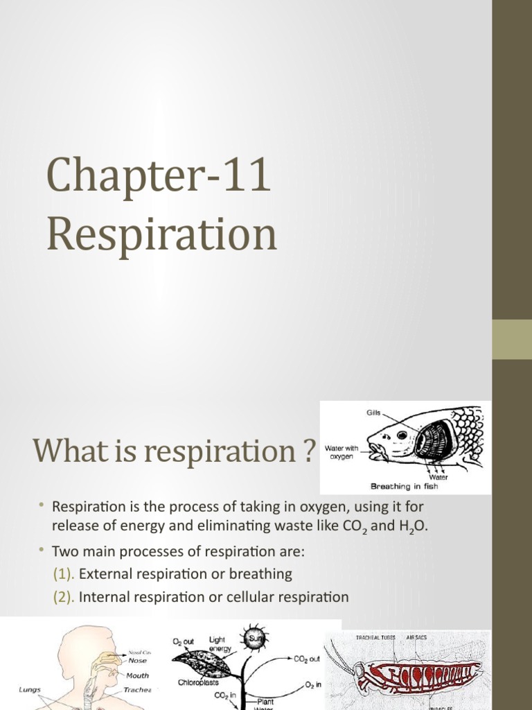 Respiration Basics for Students | PDF | Cellular Respiration ...