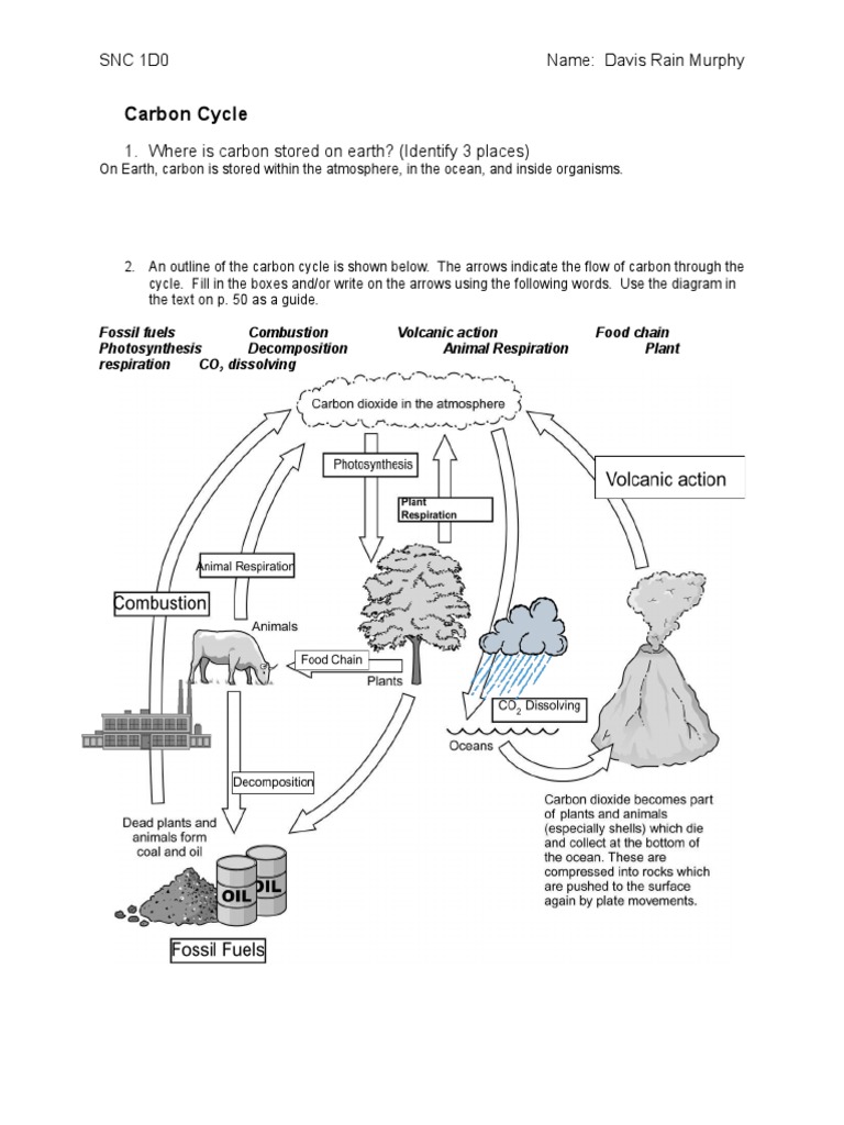 Carbon Cycle Worksheet