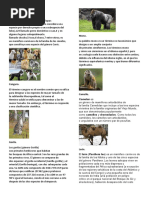 10 Animales Carnívoros, Herbívoros y Omnívoros | PDF