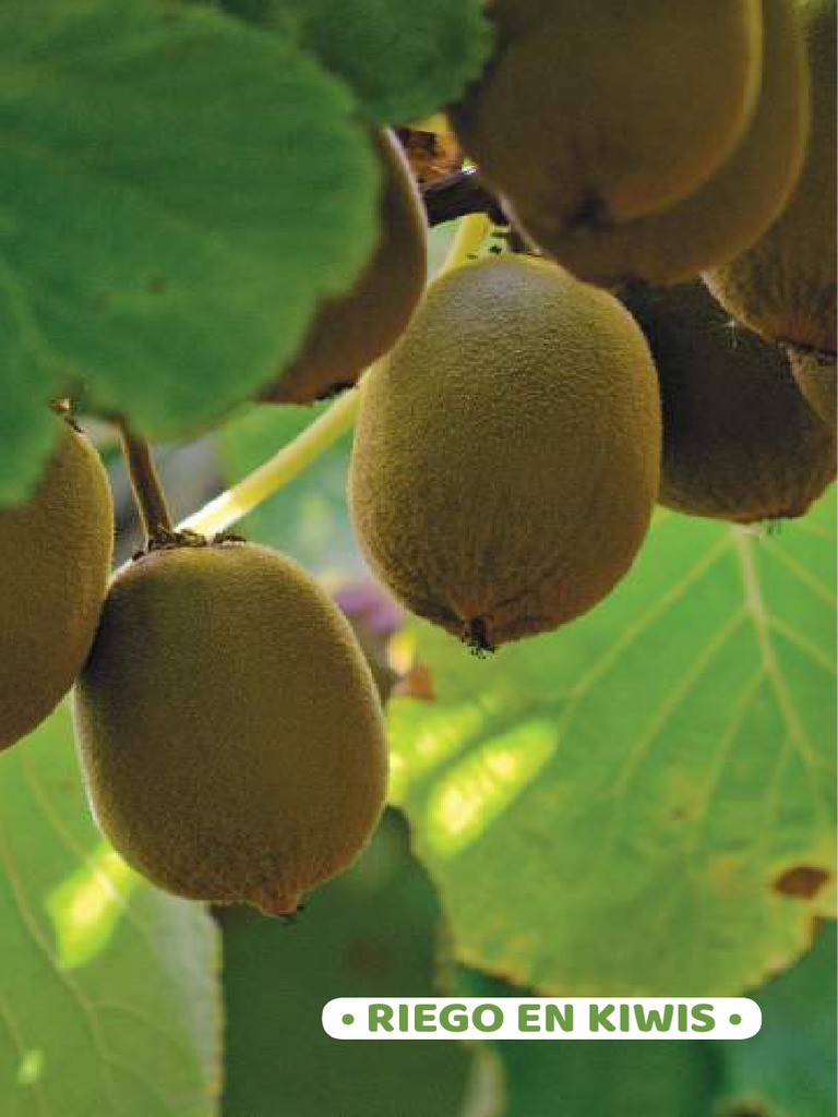 Riego Deficitario en Kiwis | PDF | Evapotranspiración | Riego