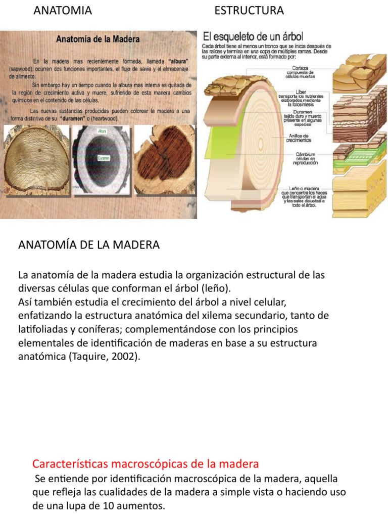 Anatomía y Estructura de la Madera | PDF | Tallo de la planta | Arboles