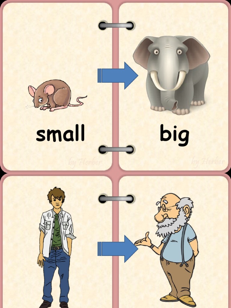 Adjectives Opposites + Physical Description | PDF