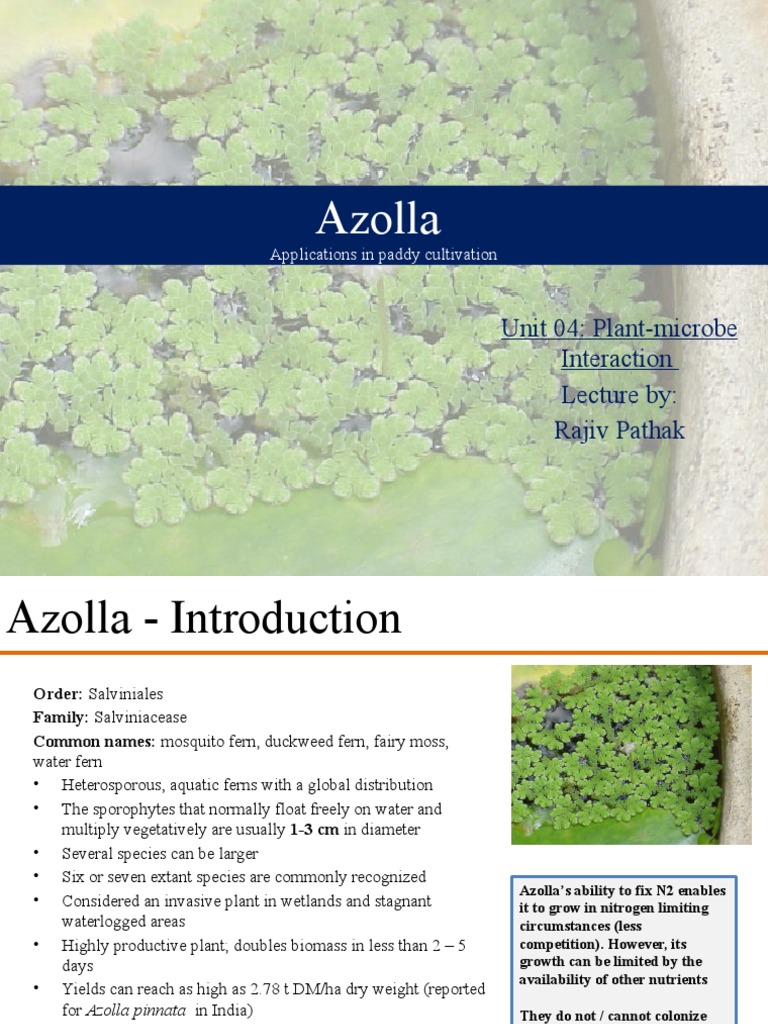 Azolla: Unit 04: Plant-Microbe Interaction Lecture By: Rajiv Pathak ...
