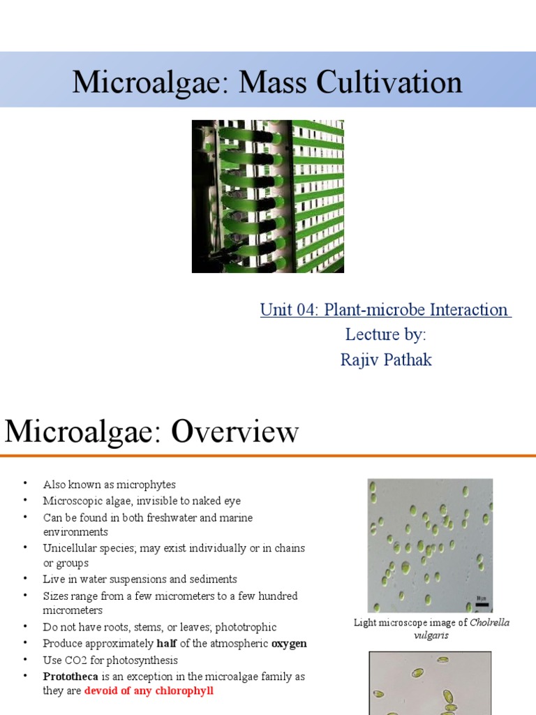 Mass Production of Microalgae | PDF | Chemistry | Organic Chemical