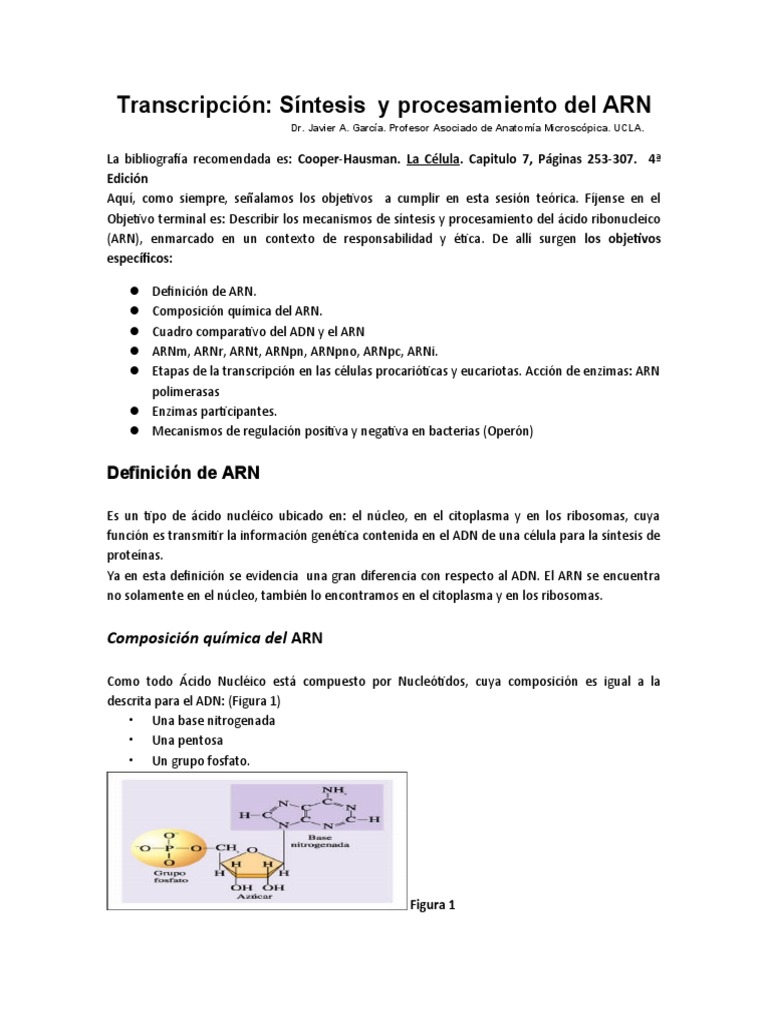 Síntesis y Procesamiento del ARN | PDF | Rna | Messenger Rna