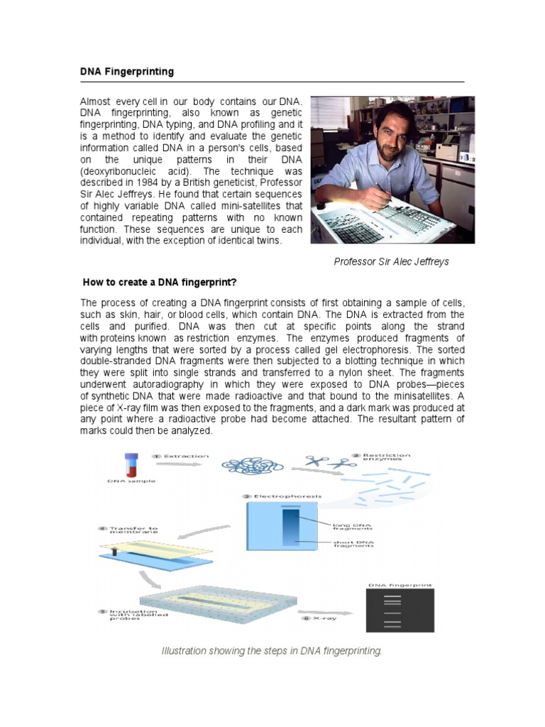 Illustration Showing The Steps in DNA Fingerprinting | PDF | Dna ...
