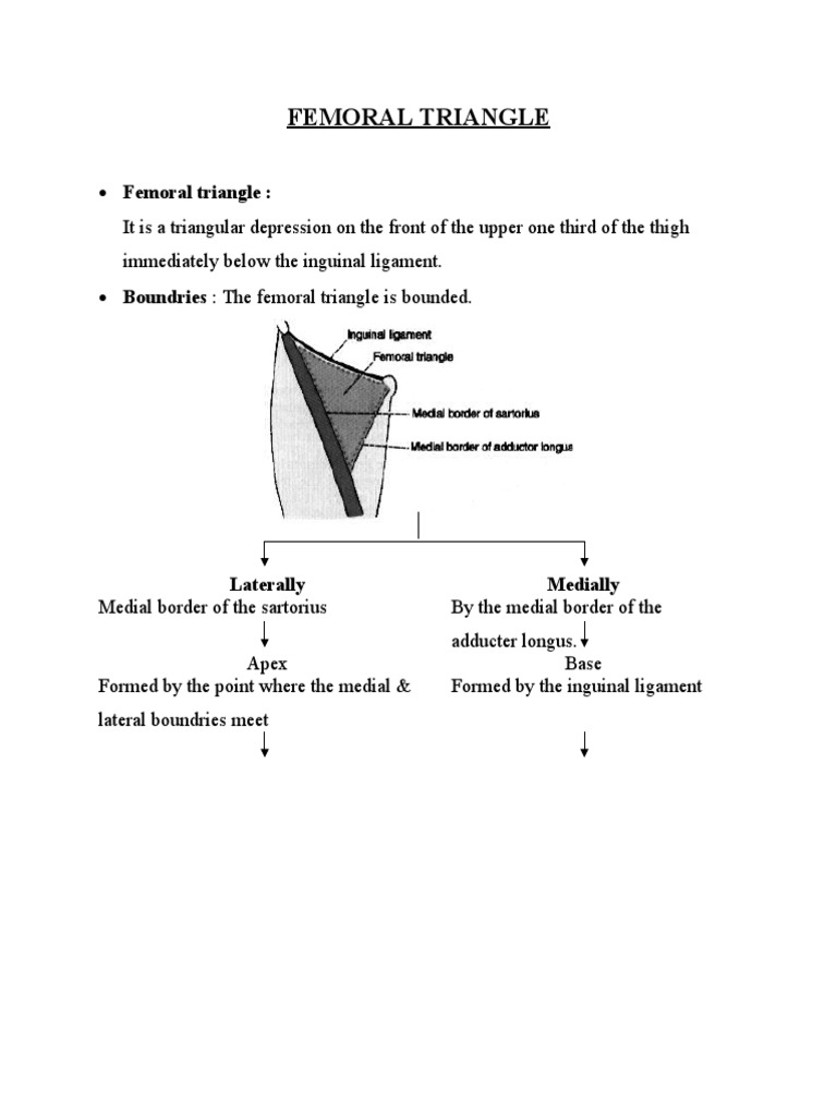 Anatomy of the Femoral Triangle: Boundaries, Contents, and Structures ...