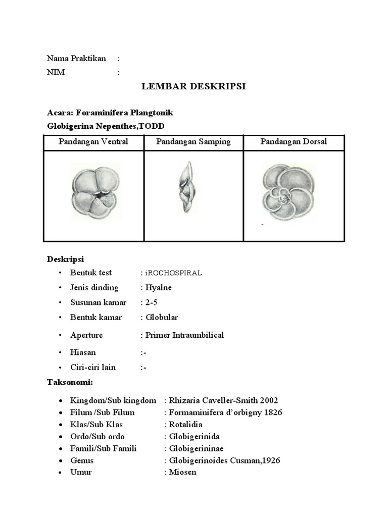 Deskripsi Foraminifera Globigerina | PDF