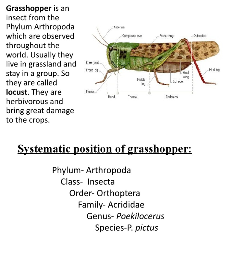Systematic Position | PDF