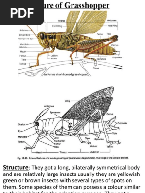 Insect External Anatomy