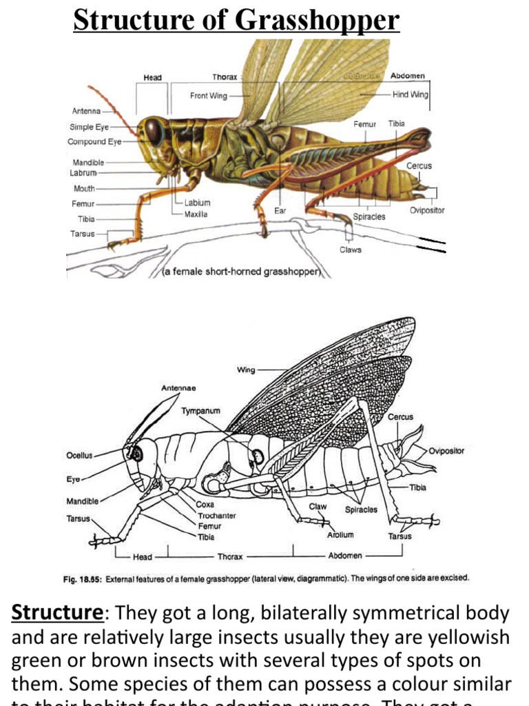 External Grasshopper Anatomy