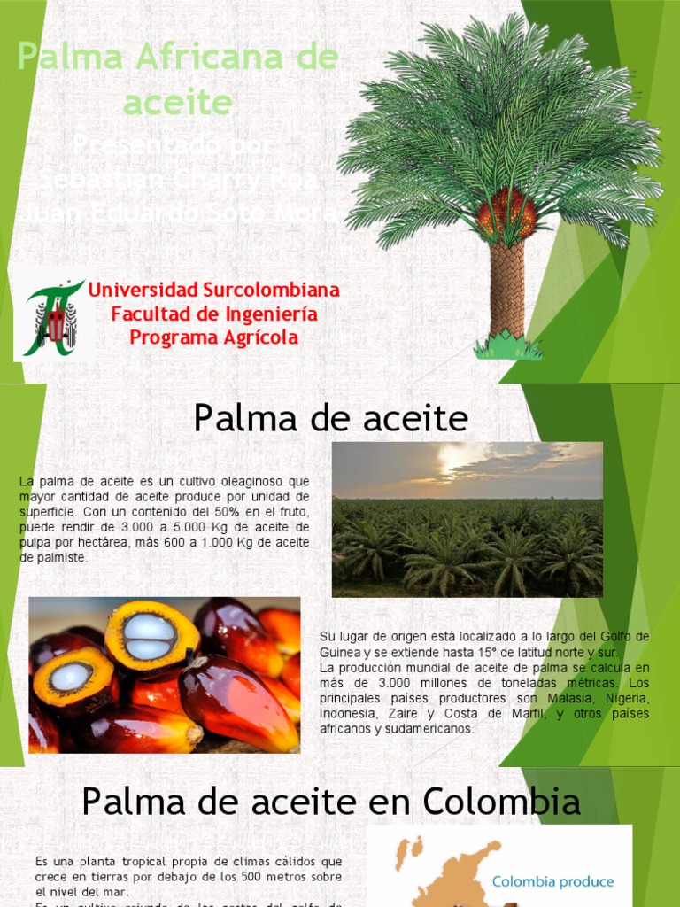 Exposicion 1 Palma de Aceite - Pptx.domn | PDF | Aceite de palma | Plantas