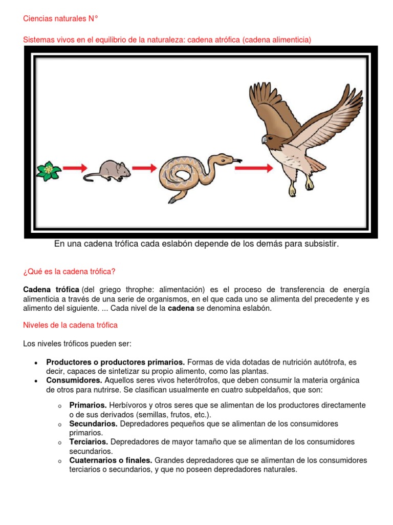 Ciencias N-Cadena Alimenticia-Tema | PDF