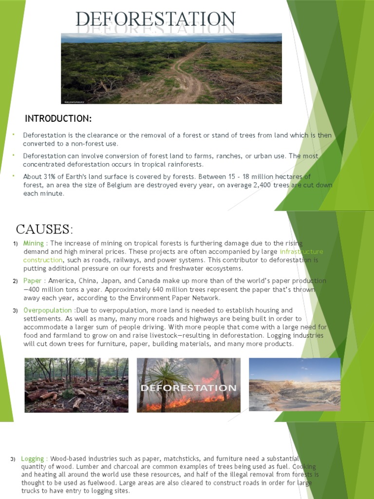 Deforestation Project | PDF | Deforestation | Rainforest