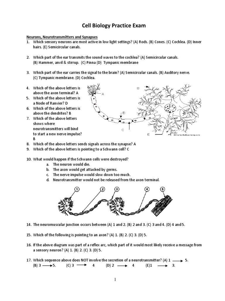 Cells Unit Practice Exam 20190319 | PDF | Organelle | Cell (Biology)