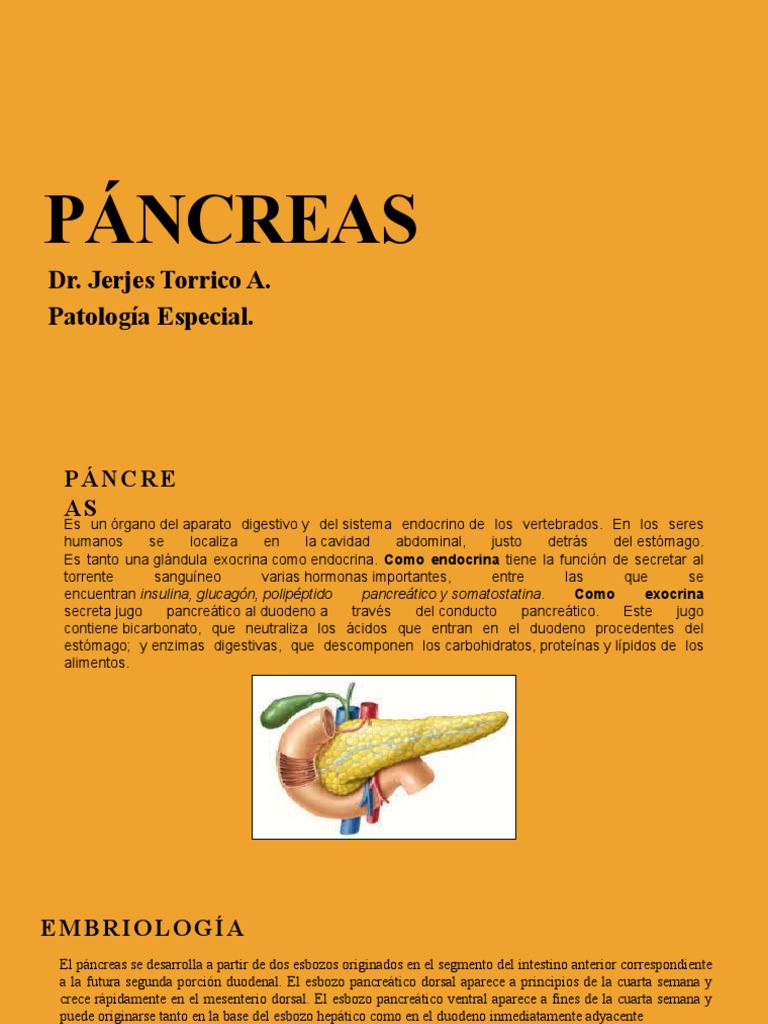PÁNCREAS | PDF | Páncreas | Sistema digestivo