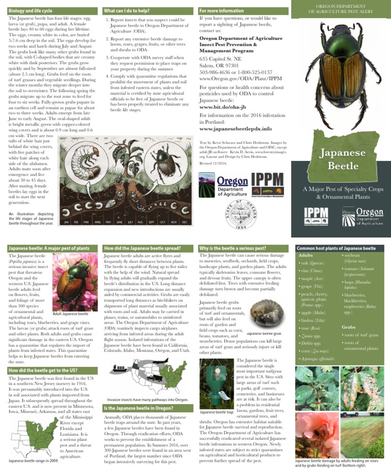 Japanese Beetle Fact Sheet | PDF | Beetle | Pest (Organism)