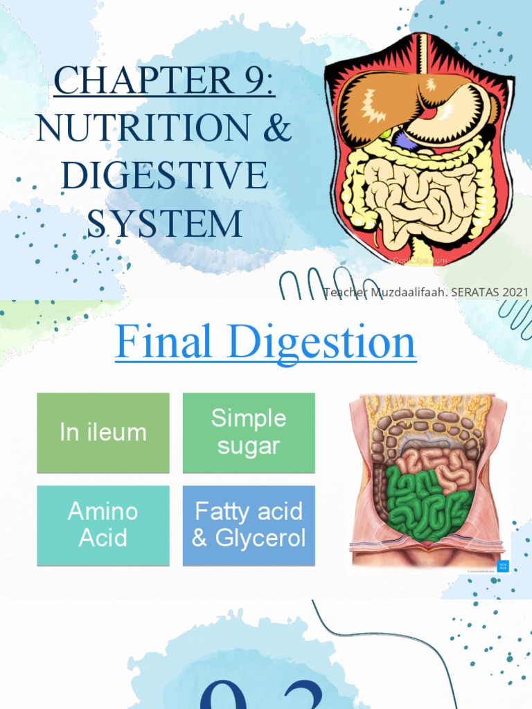 Ileum Adaptations for Nutrient Absorption | PDF
