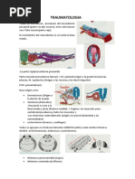 Tróclea: definición y ubicación anatómica | PDF | Rodilla | Codo
