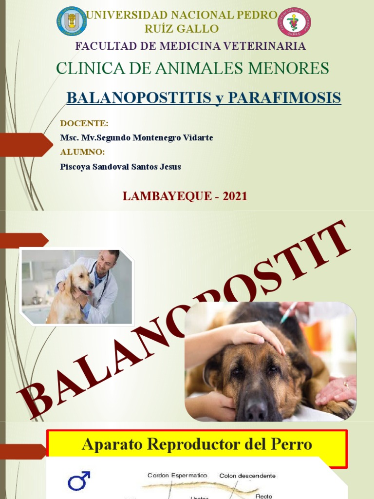 Tratamiento de Parafimosis en Perros | PDF | Glaucoma | Oftalmología