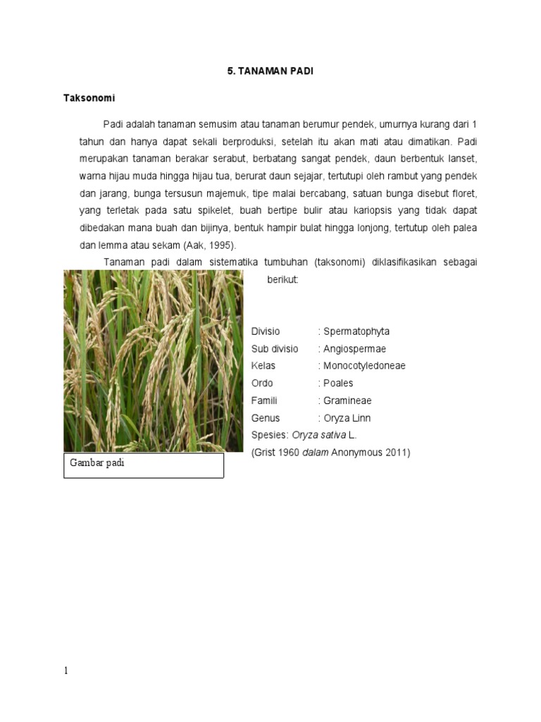 Teknik Budiaya Tanaman Padi | PDF