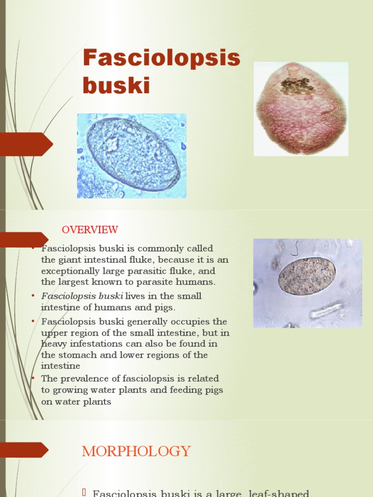 Fasciolopsis Buski Life Cycle