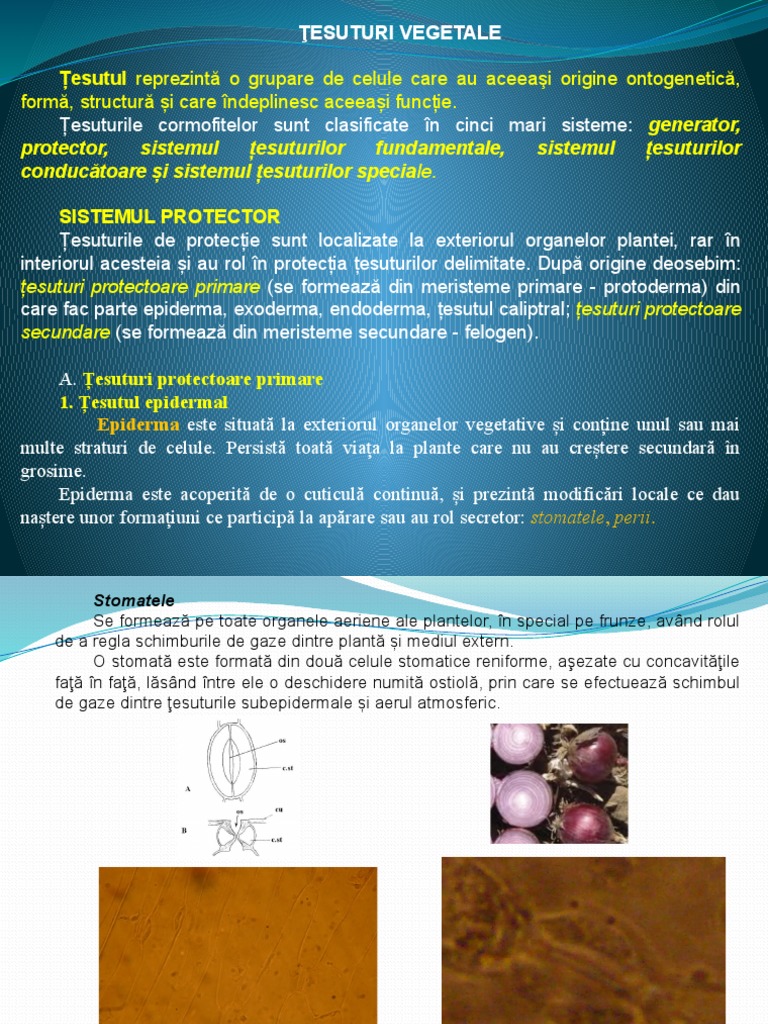 Tesuturi Vegetale - LP | PDF