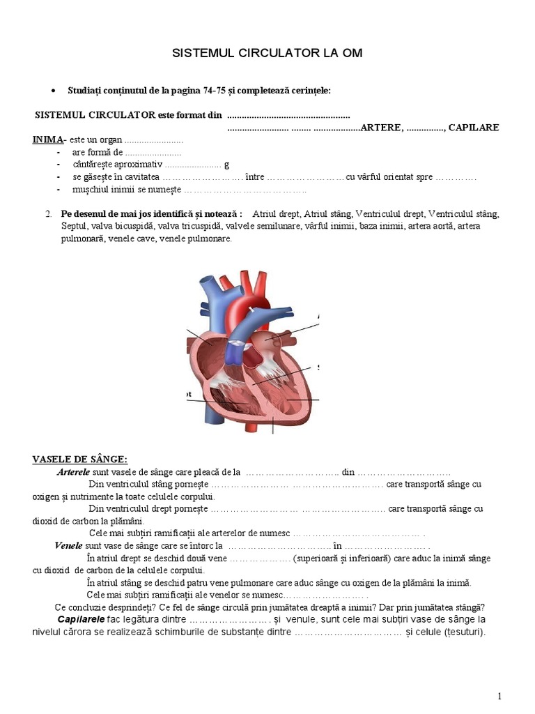 Fisa Circulator | PDF
