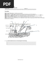 Autopsy of A Dill Pickle Person Lab | PDF | Abdomen | Anatomical Terms ...