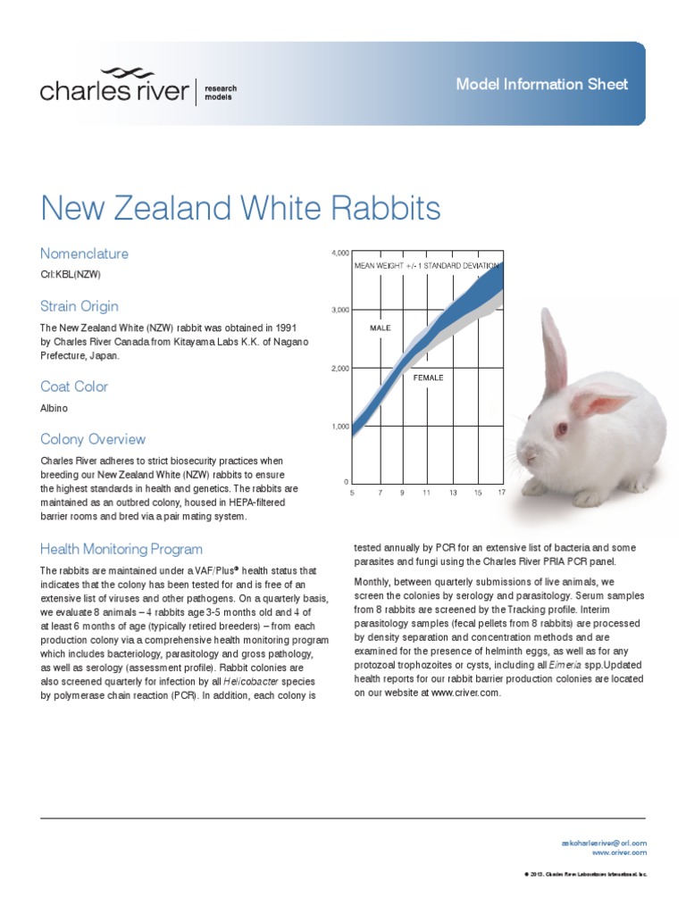 New Zealand White Rabbits: Model Information Sheet | PDF | Rabbit ...