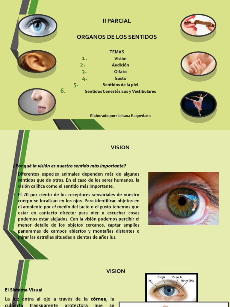 Tema 6. Organos de Los Sentidos | PDF | Percepción visual | Ojo