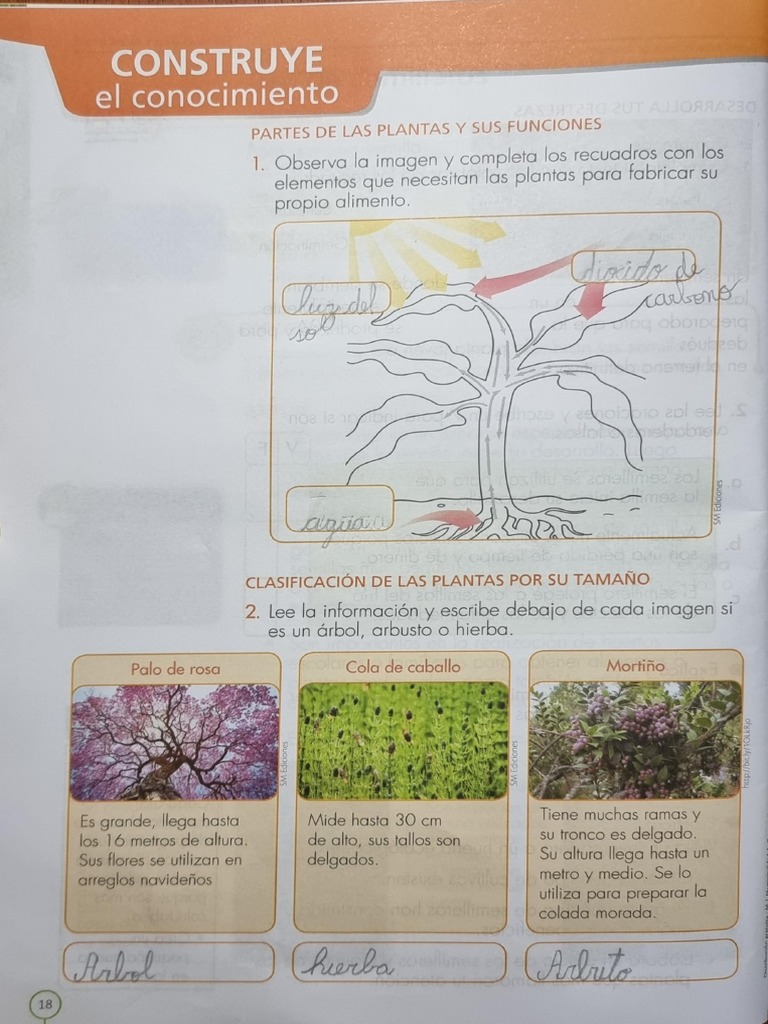 Ciencias Taller 8 - Libro - Angie Jara - 3er Año | PDF