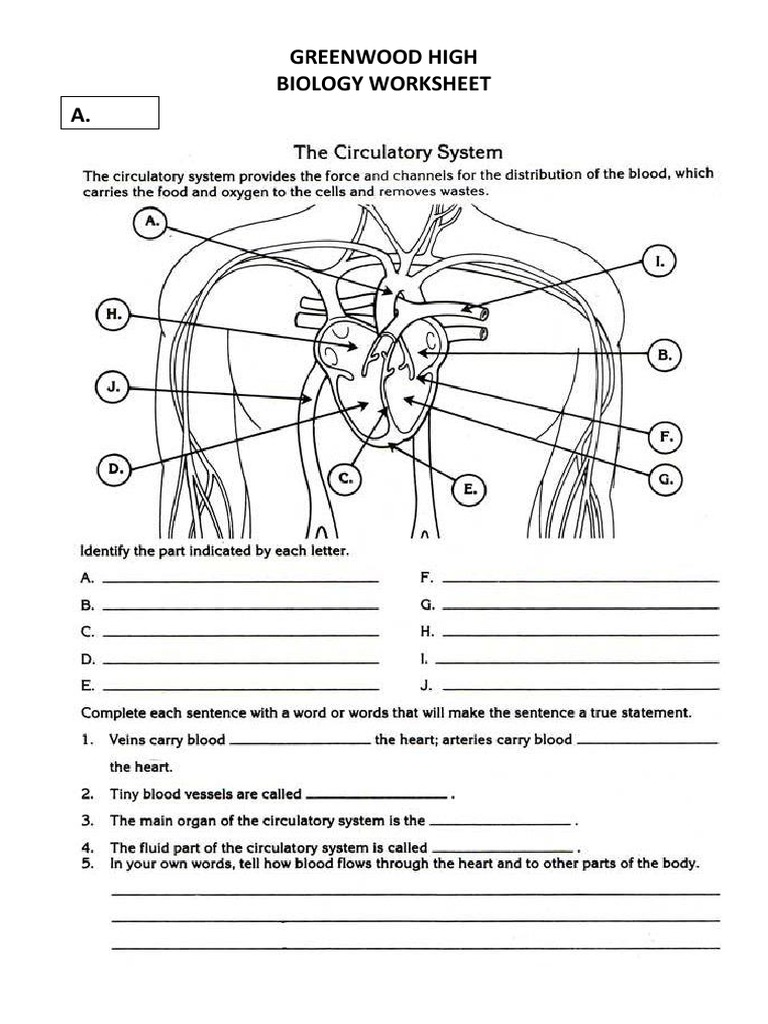 Circulatory System Worksheet