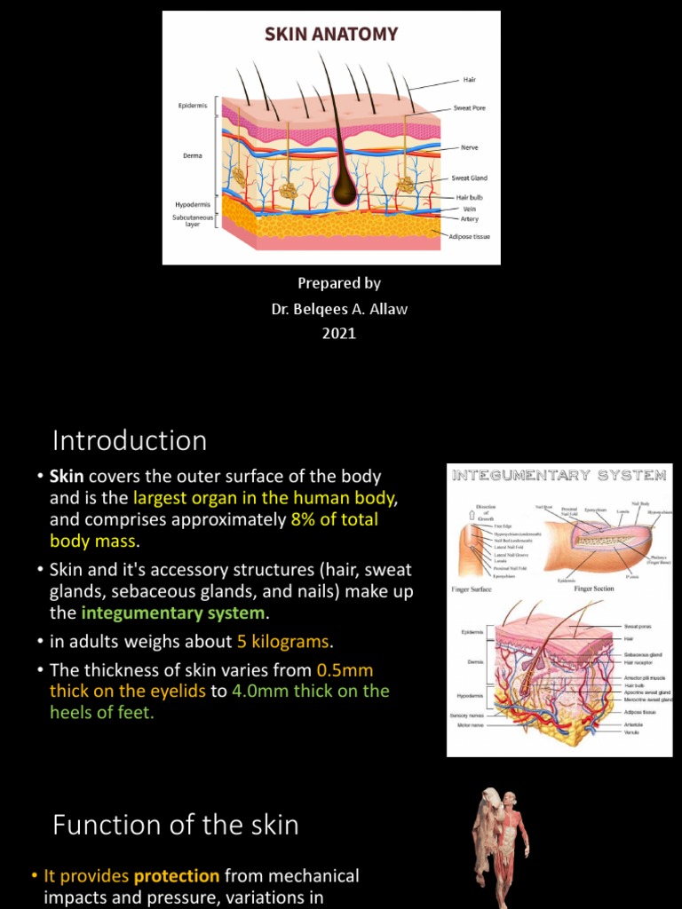 The Gross Anatomy and Functions of Human Skin | PDF | Skin | Epidermis