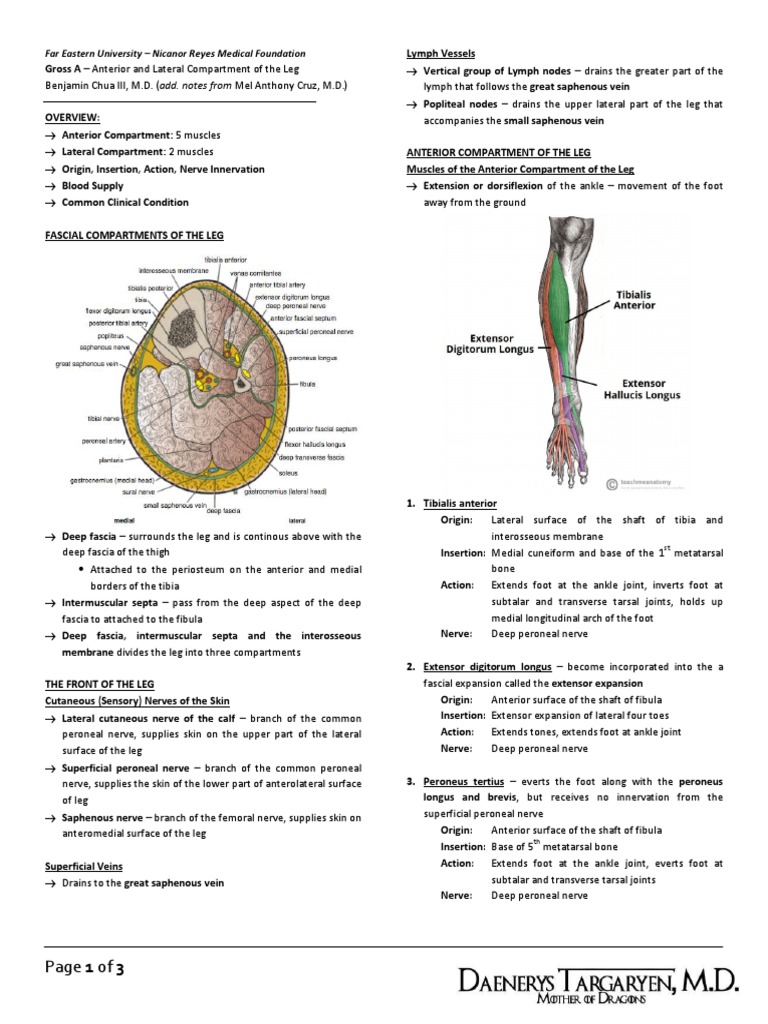 Anterior and Lateral Compartment of The Leg | PDF | Human Leg | Foot